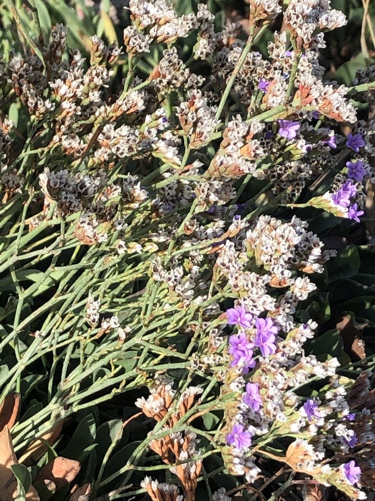 Algerian sea lavender (Limonium ramosissimum) Flower, Leaf, Care, Uses ...