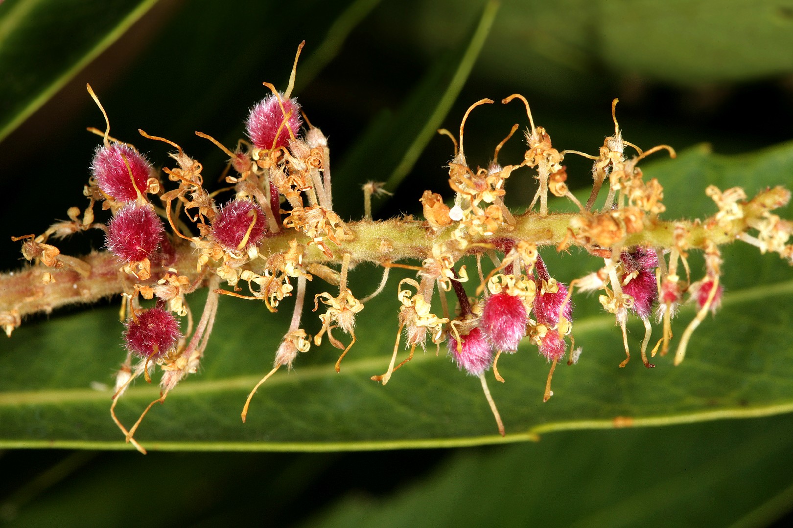 Brabejum stellatifolium - PictureThis