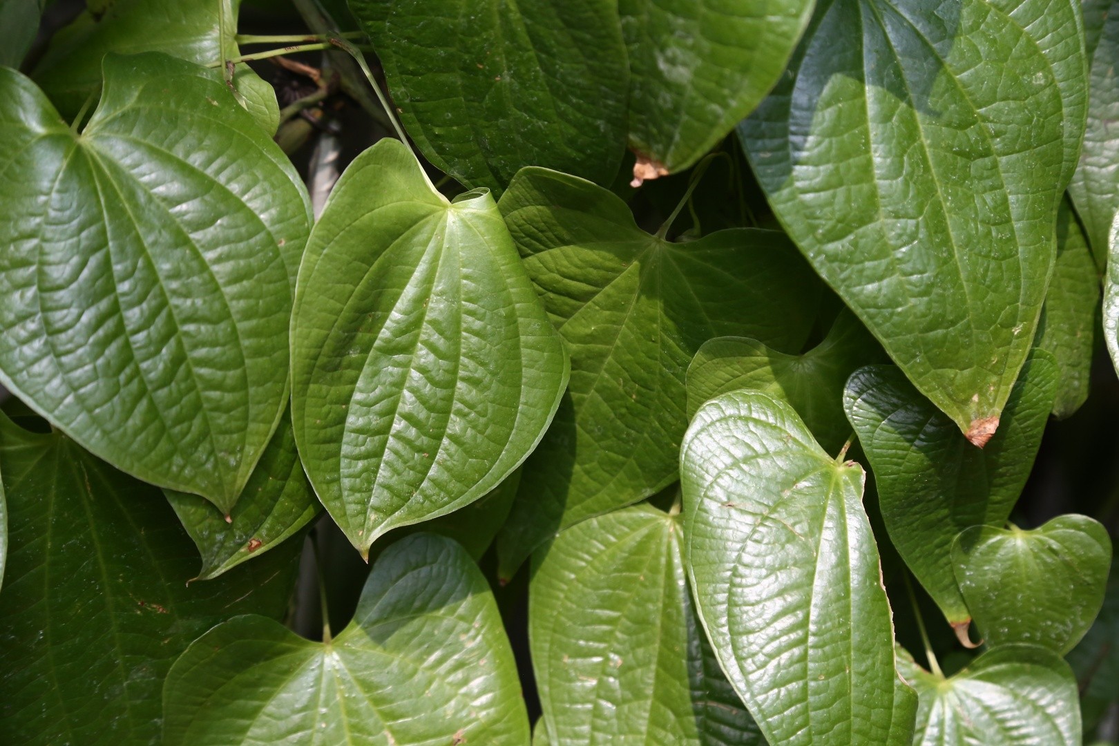 Elephant's foot (Dioscorea elephantipes) Flower, Leaf, Care, Uses ...
