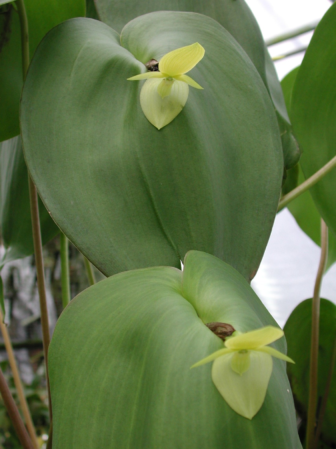 Pleurothallis teaguei - PictureThis