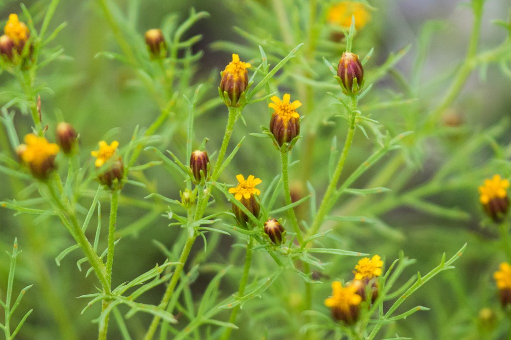 Fetid dogweed (Dyssodia papposa) Flower, Leaf, Care, Uses - PictureThis