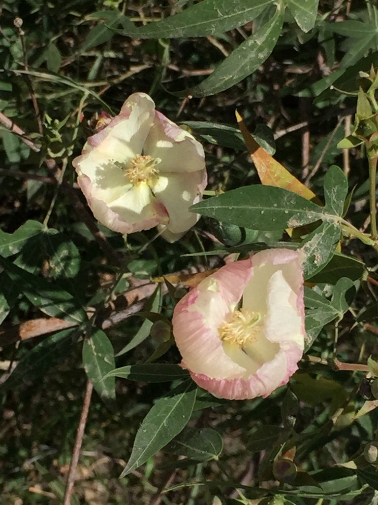 Gossypium thurberi - PictureThis