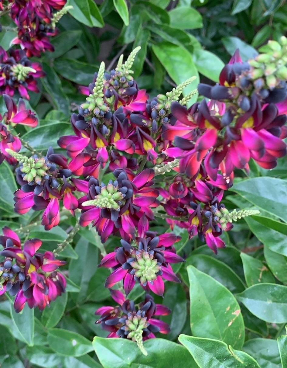 Callerya reticulata - PictureThis