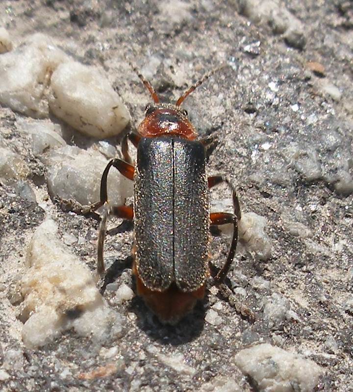 How to Pollinate California poppy? (Pollinators, Time Window, Enhance ...