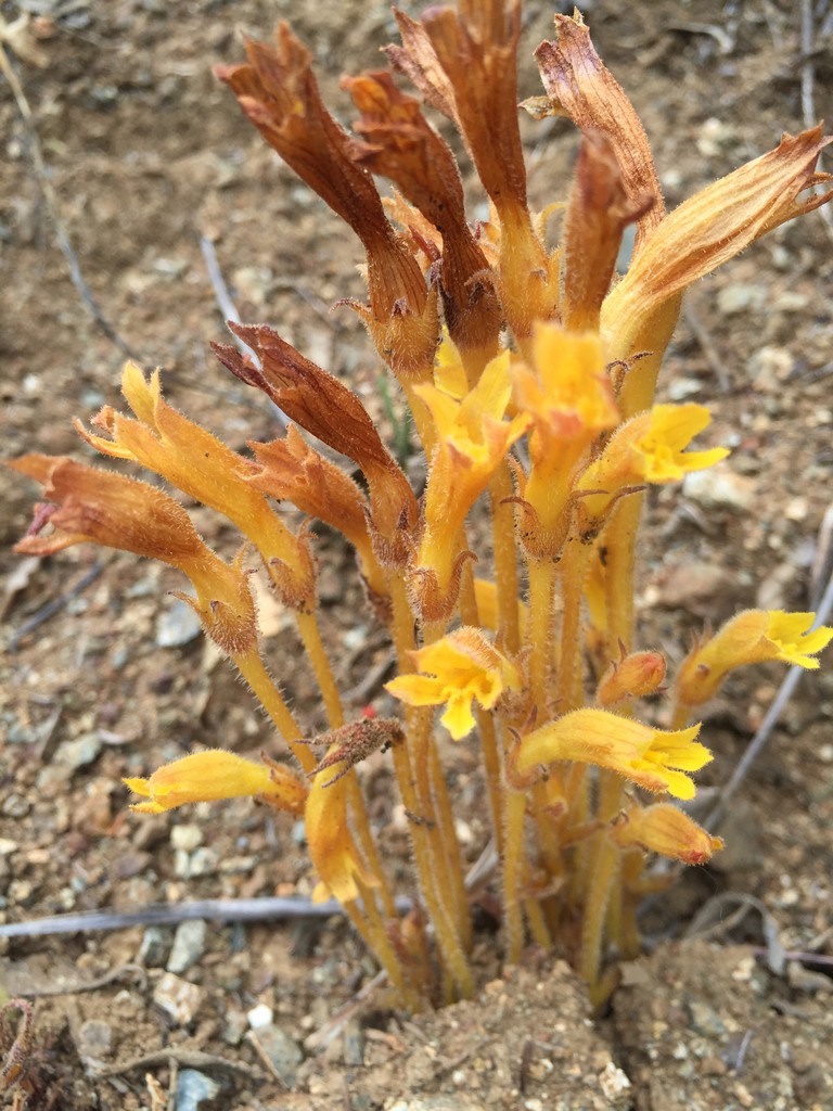 Aphyllon fasciculatum - PictureThis