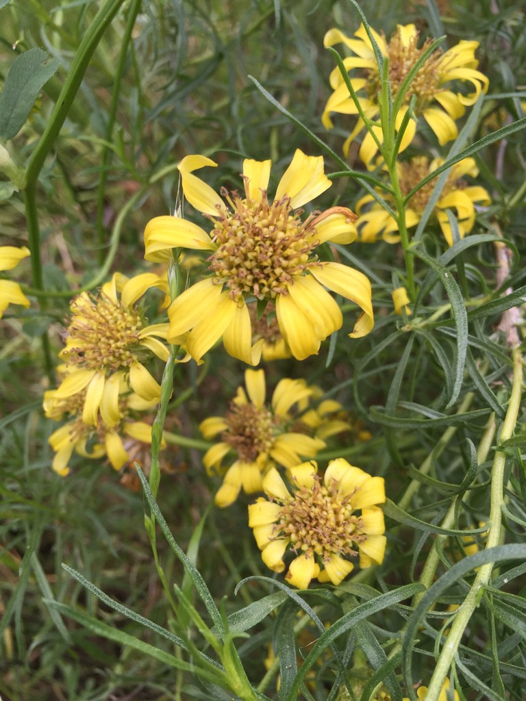 Ericameria linearifolia - PictureThis