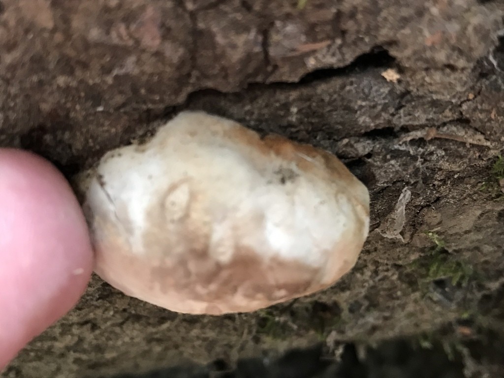 Bracket polypores (Fomitopsidaceae) Flower, Leaf, Care, Uses - PictureThis