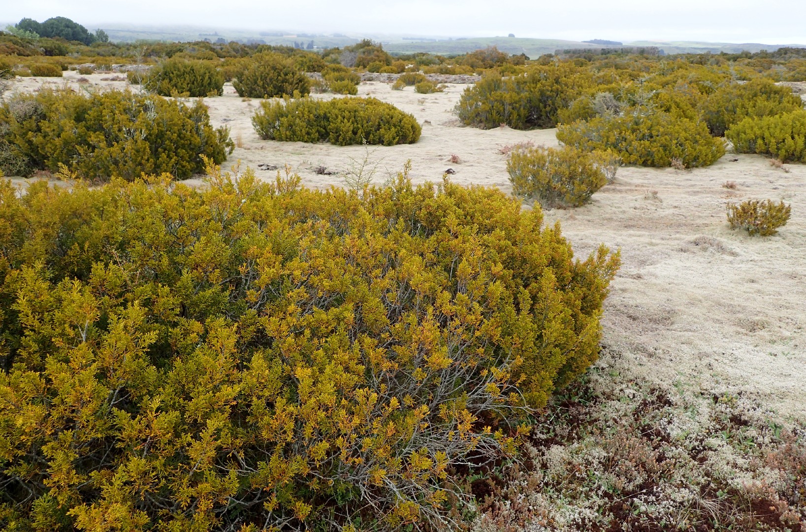 Bog pine (Halocarpus bidwillii) Flower, Leaf, Care, Uses - PictureThis