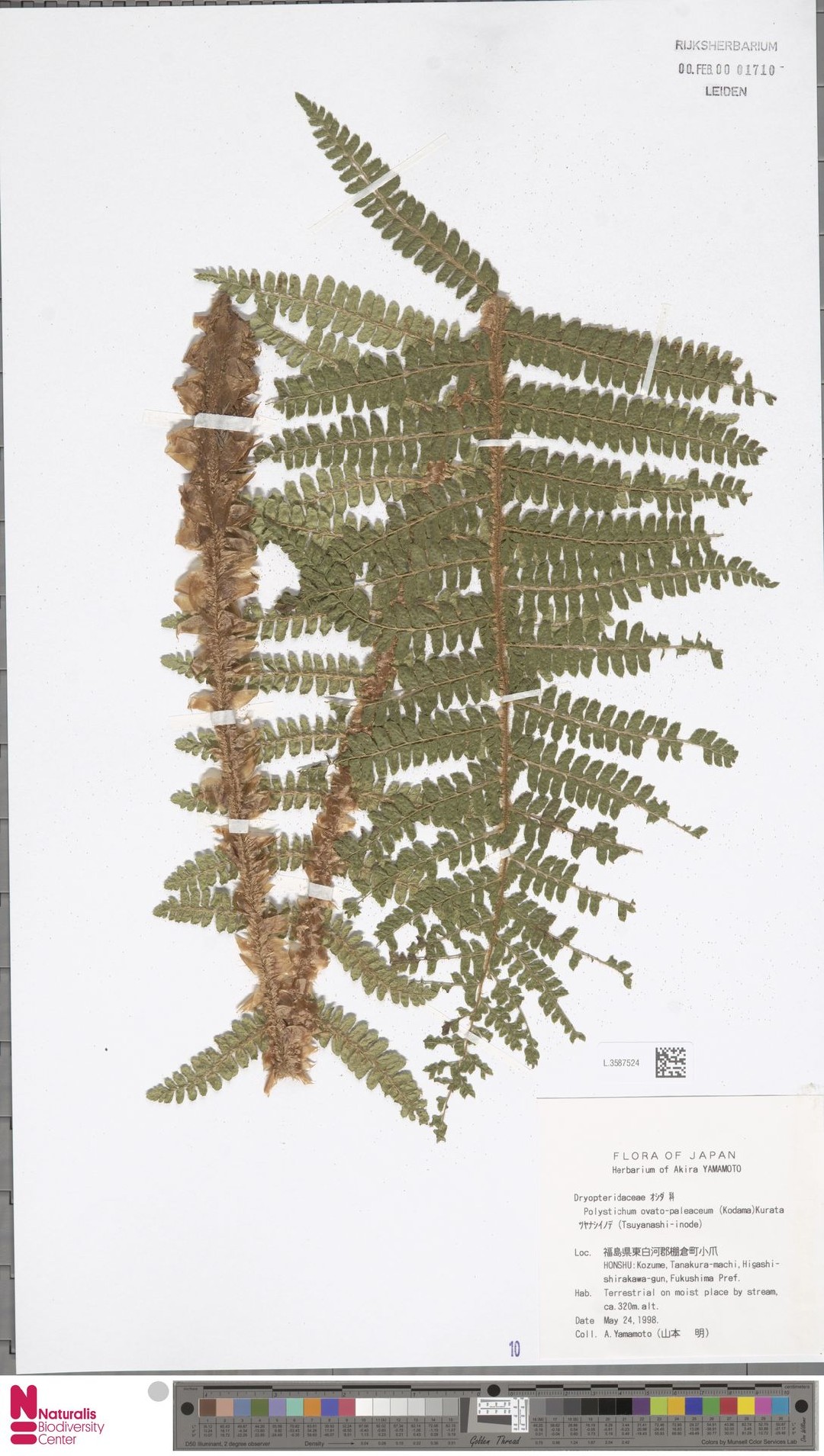 Polystichum ovatopaleaceum - PictureThis