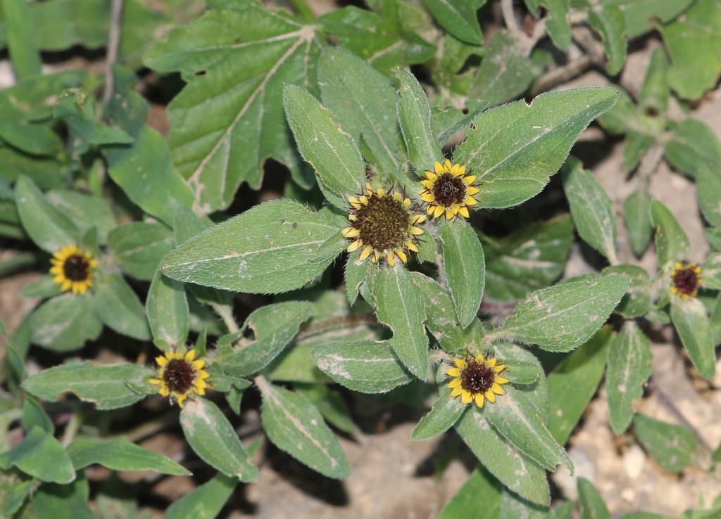 Ojo de pollo (Sanvitalia ocymoides) - PictureThis