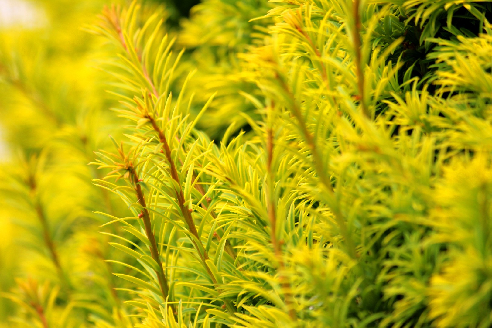 Taxus baccata 'Summergold' - PictureThis