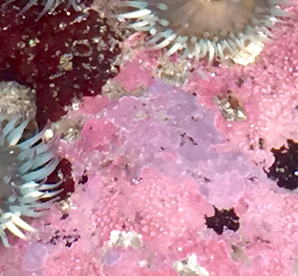 Coralline algae (Corallinales) Flower, Leaf, Care, Uses - PictureThis