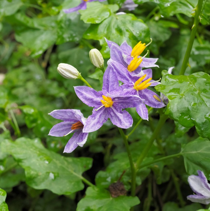 Western Horsenettle (Solanum dimidiatum) Flower, Leaf, Care, Uses ...