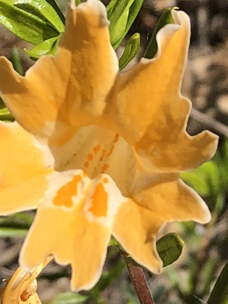 Diplacus - PictureThis