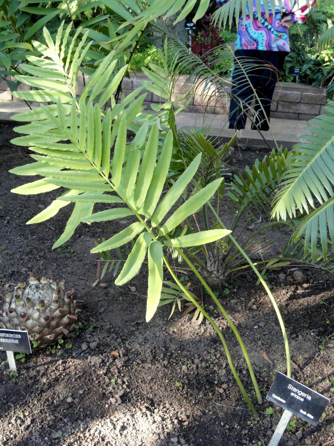 Stangeria eriopus - PictureThis