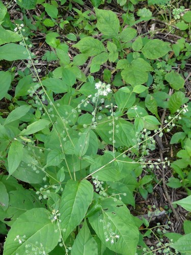 Eastern Enchanter's Nightshade (Circaea canadensis) Flower, Leaf, Care ...