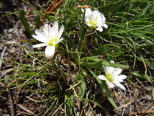 Lewisia nevadensis - PictureThis