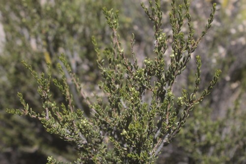 Sand paper bush Care (Watering, Fertilize, Pruning, Propagation ...