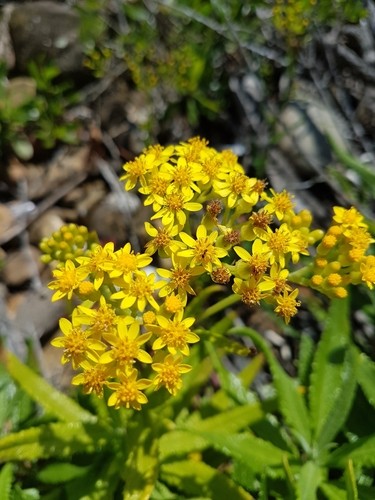 Senecio linearifolius - PictureThis