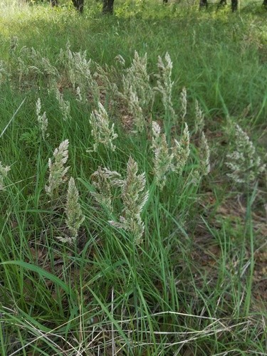 Poa arachnifera - PictureThis