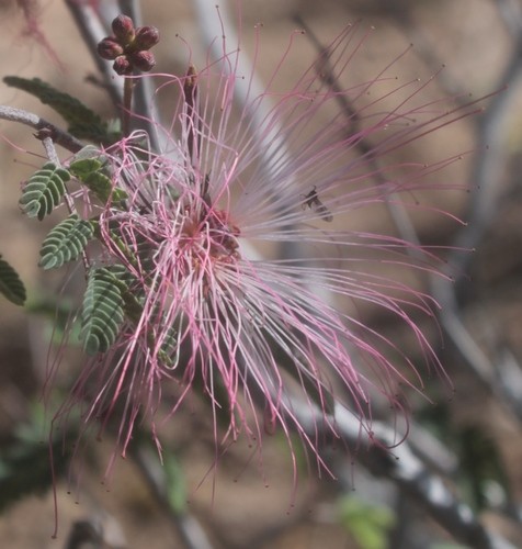 Calliandra humilis - PictureThis