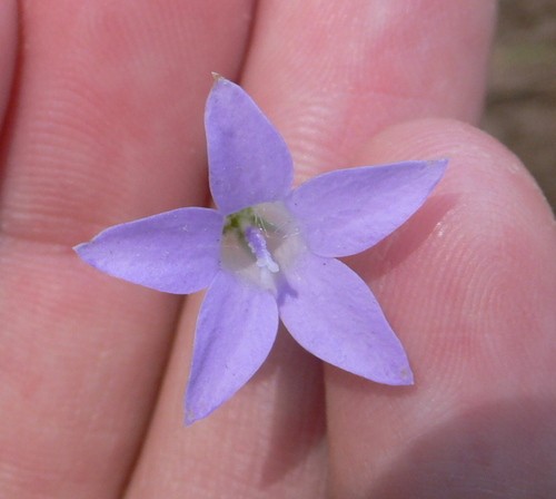How to Grow and Care for Australian bluebell