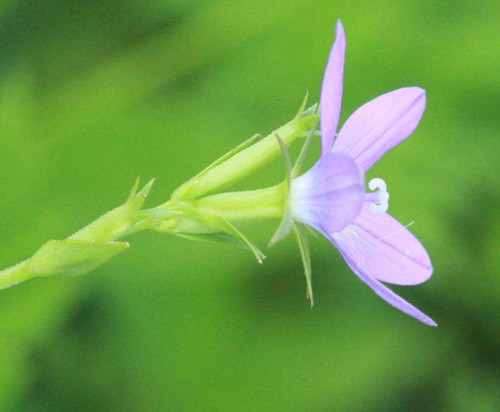 Clasping Venus's looking glass (Triodanis perfoliata) Flower, Leaf ...