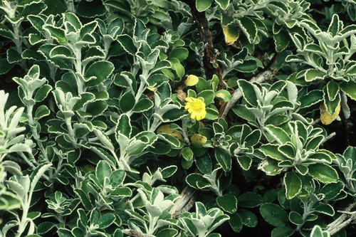 Brachyglottis compacta - PictureThis