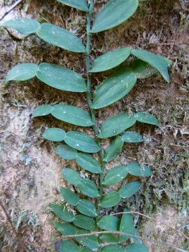 Pothos longipes - PictureThis