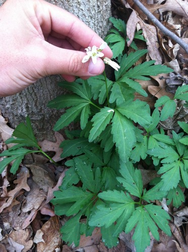 Large toothwort (Cardamine maxima) Flower, Leaf, Care, Uses - PictureThis