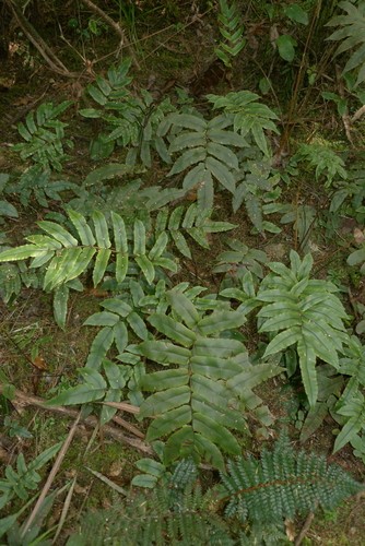 Parablechnum procerum - PictureThis