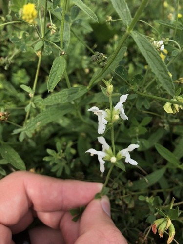 Aufrechter Ziest (Stachys recta) - PictureThis