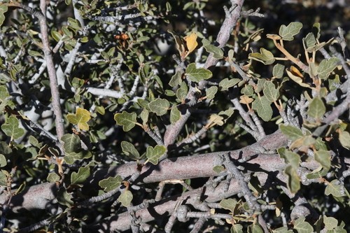 How to Plant and Grow Flannel Bush(Fremontodendron californicum)