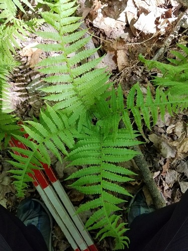 Deparia acrostichoides - PictureThis