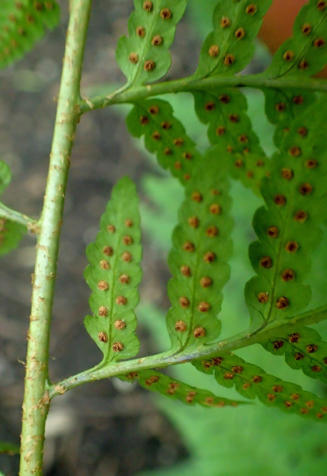 Log Fern (Dryopteris celsa) Flower, Leaf, Care, Uses - PictureThis