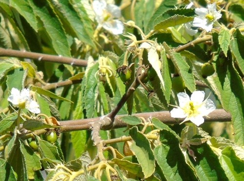 Chitató (Muntingia calabura) - PictureThis