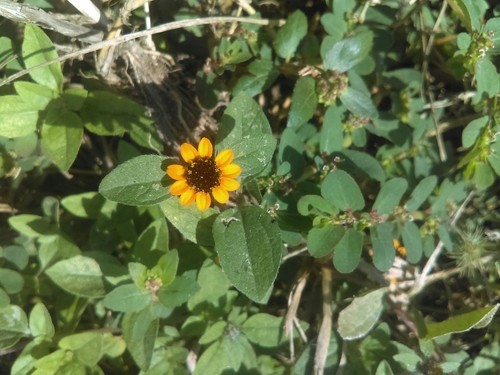 Ojo de gallo (Sanvitalia procumbens) - PictureThis