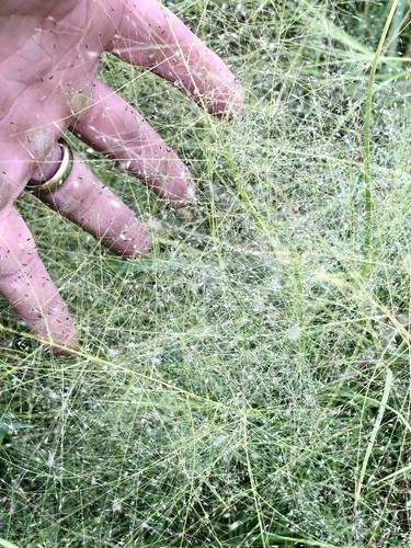 Scratch grass (Muhlenbergia asperifolia) Flower, Leaf, Care, Uses ...