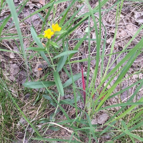 Hoary puccoon (Lithospermum canescens) Flower, Leaf, Care, Uses ...