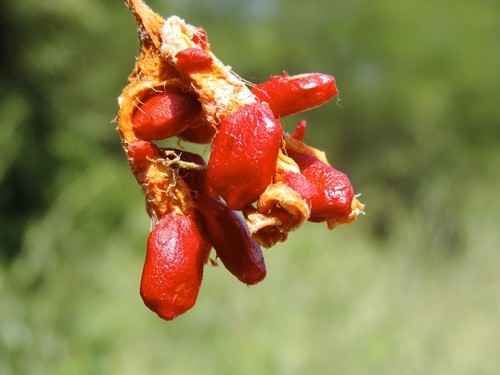 Sopropo (Momordica charantia) - PictureThis