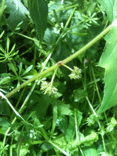Broadleaf waterleaf (Hydrophyllum canadense) Flower, Leaf, Care, Uses ...