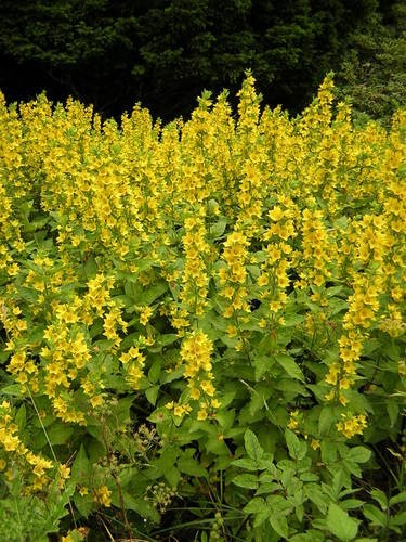 리시마키아 푼크타타 (Lysimachia punctata) - PictureThis