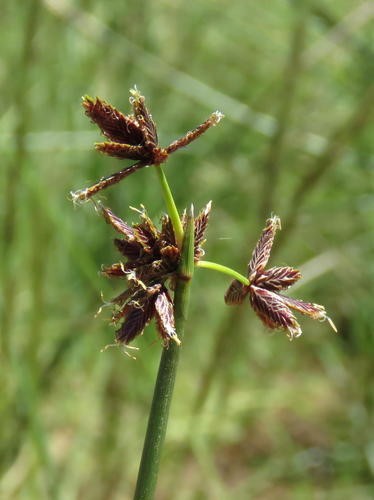 Cyperus marginatus Flower, Leaf, Care, Uses - PictureThis