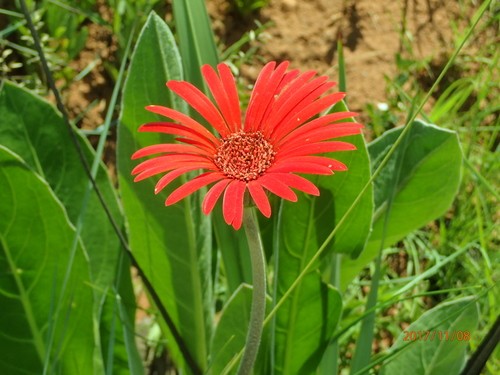 Margaritas del Transvaal (Gerbera) - PictureThis