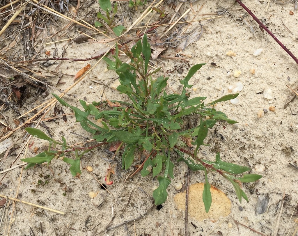 애기수영 (Rumex acetosella) - PictureThis