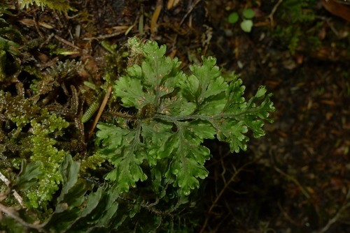 Hymenophyllum scabrum - PictureThis