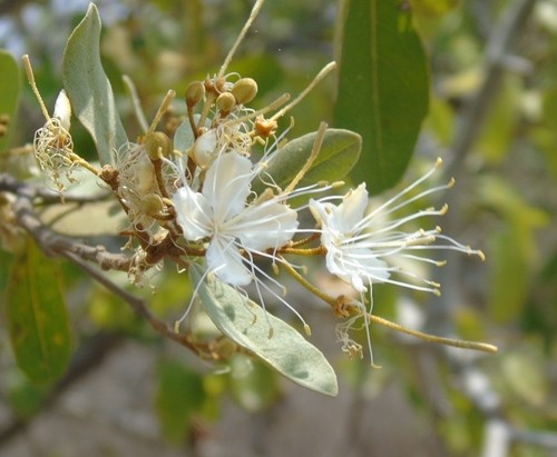 Quadrella - PictureThis