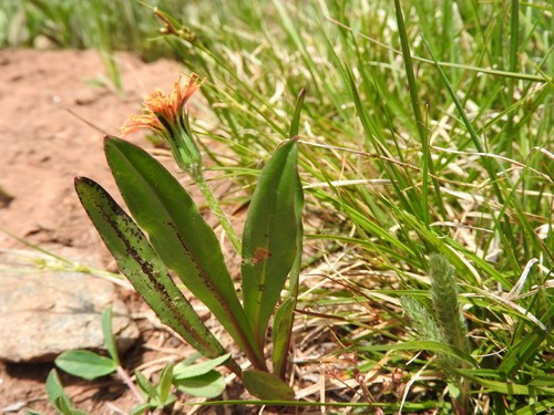 Orange agoseris (Agoseris aurantiaca) Flower, Leaf, Care, Uses ...