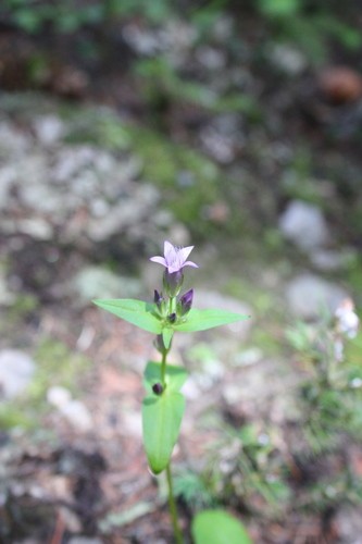 Autumn dwarf gentian (Gentianella amarella) Flower, Leaf, Care, Uses ...