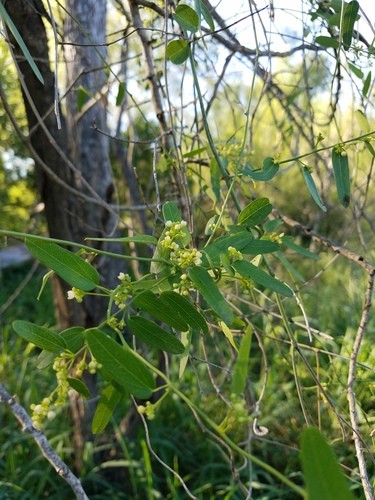 Cocculus diversifolius - PictureThis